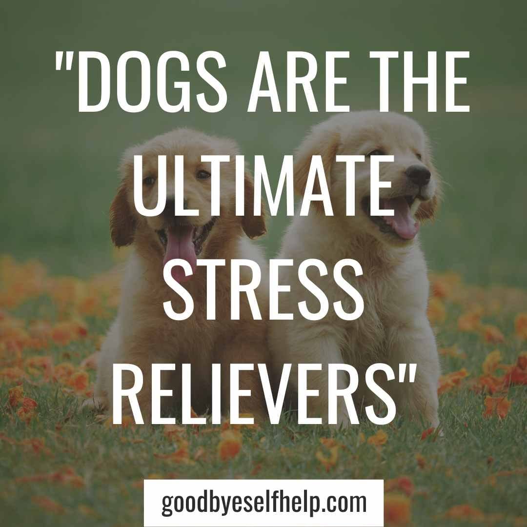 101 Adorable Dog Instagram Captions for the Perfect Post - Goodbye Self ...