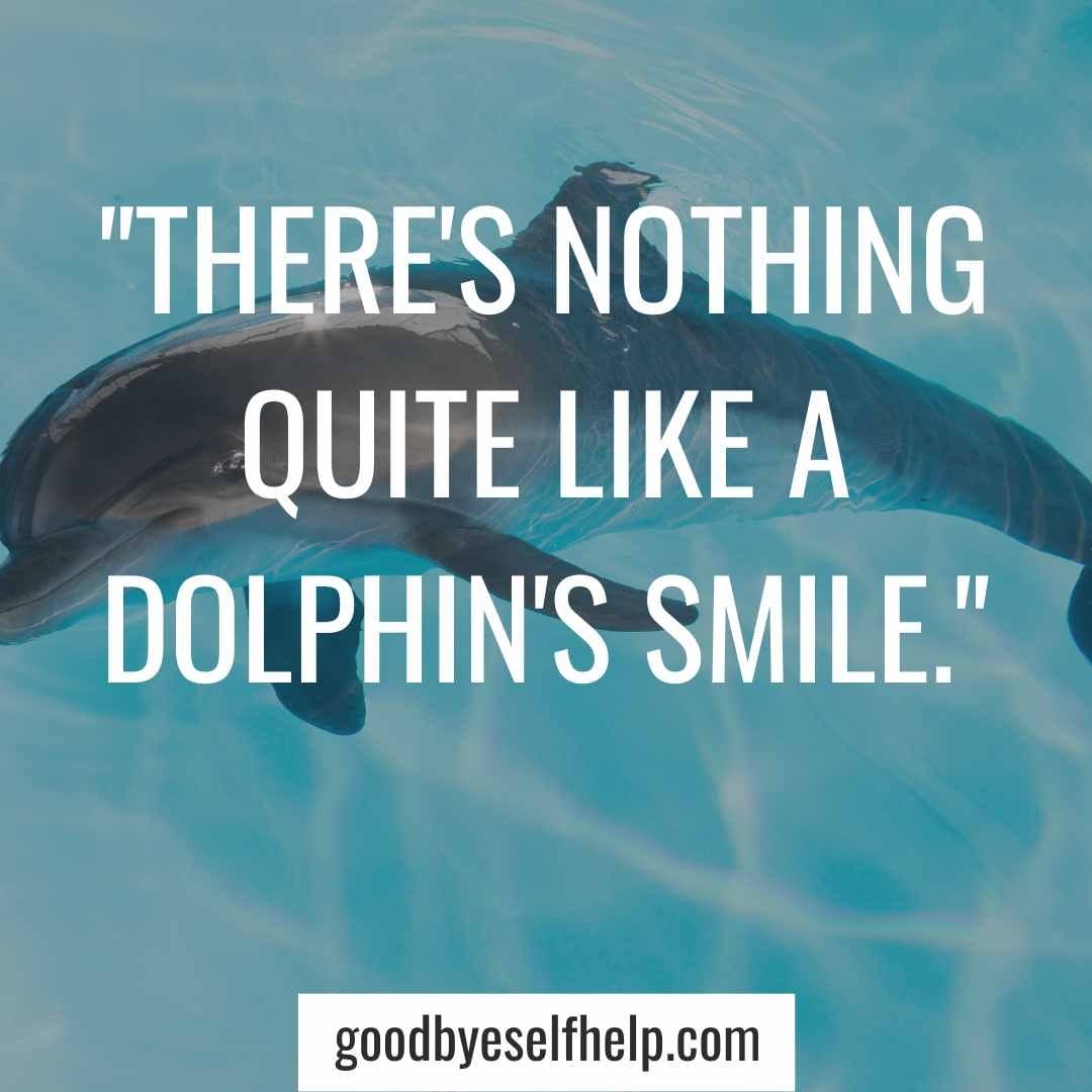 101 Cute Instagram Captions about Dolphins for the Perfect Post ...