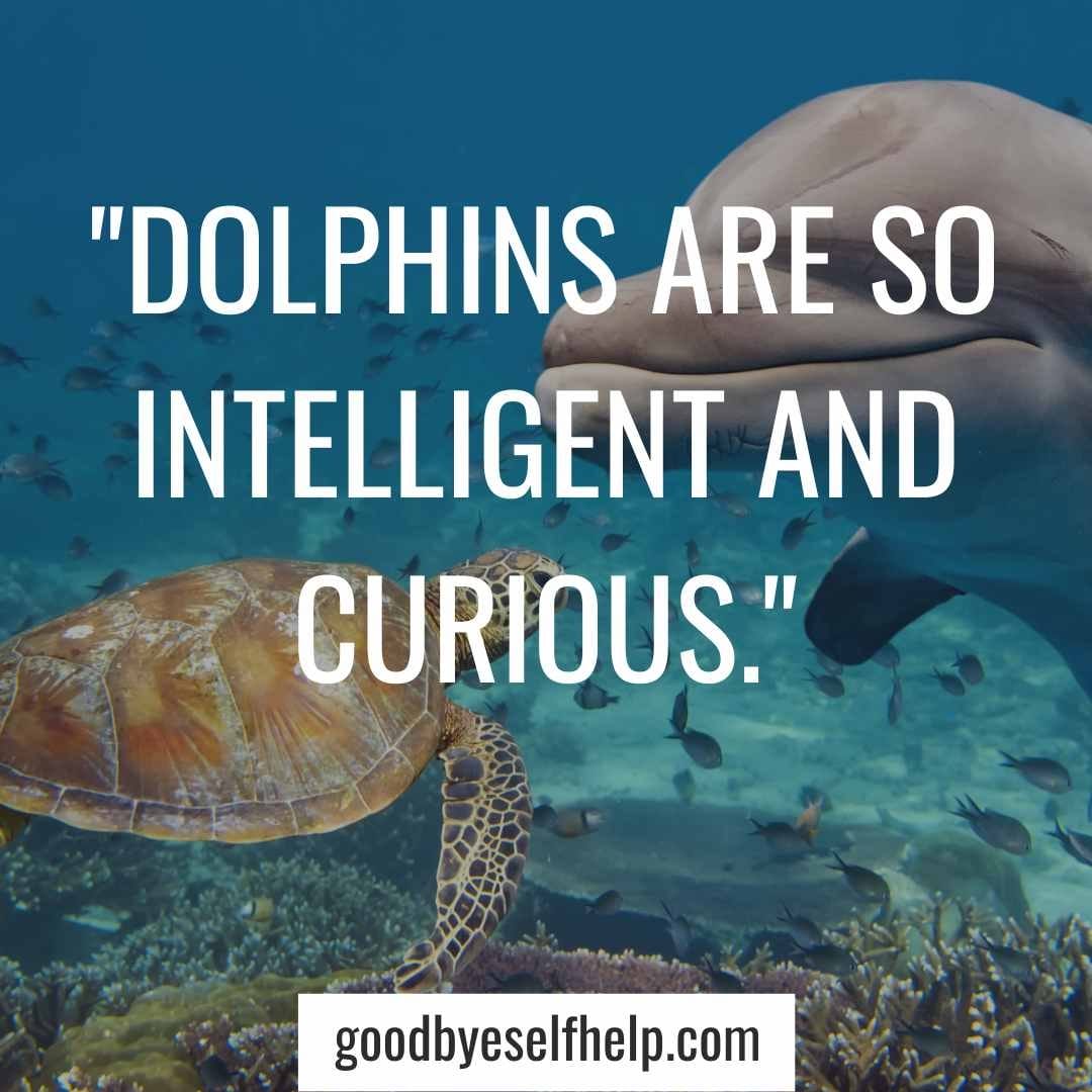101 Cute Instagram Captions about Dolphins for the Perfect Post ...