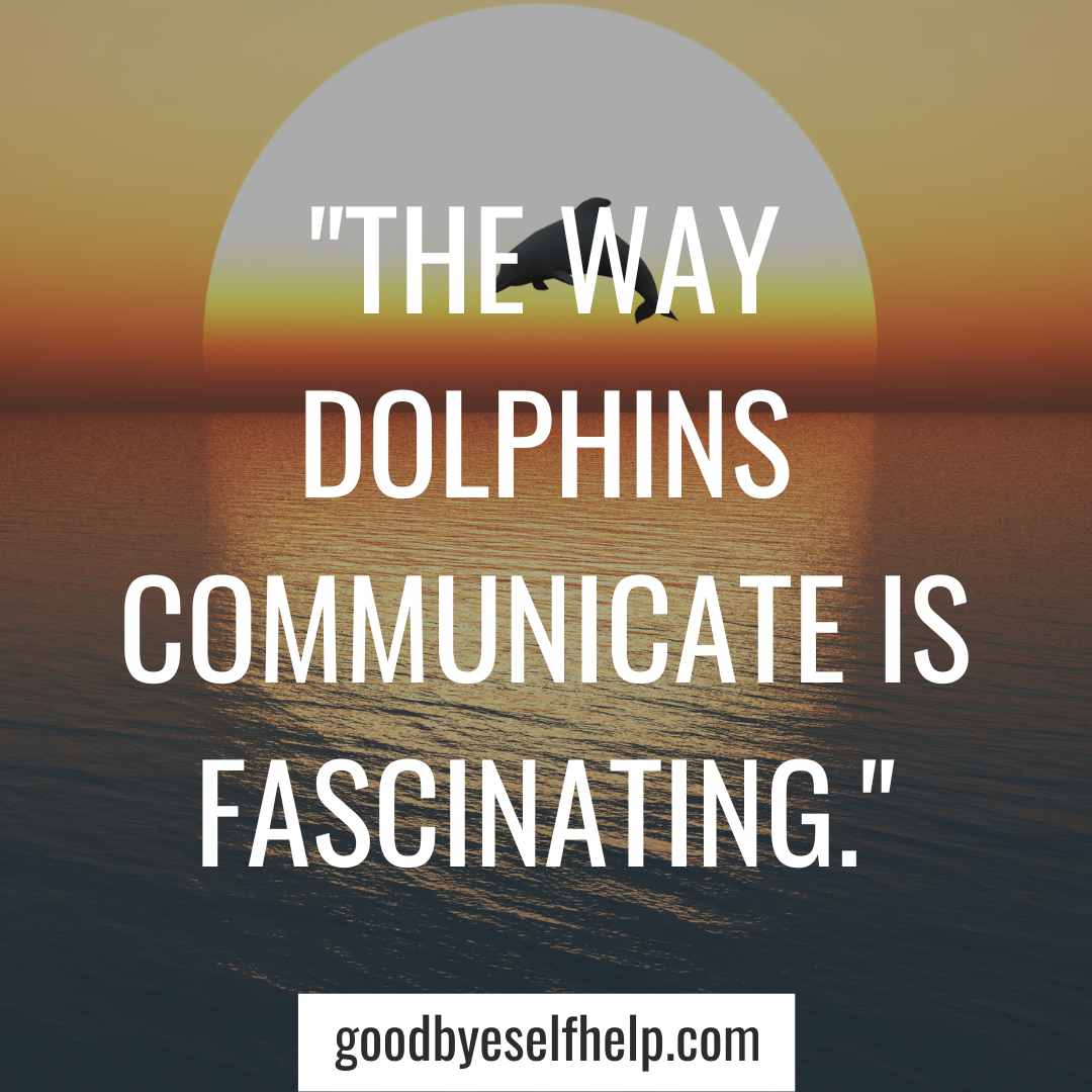 101 Cute Instagram Captions about Dolphins for the Perfect Post ...