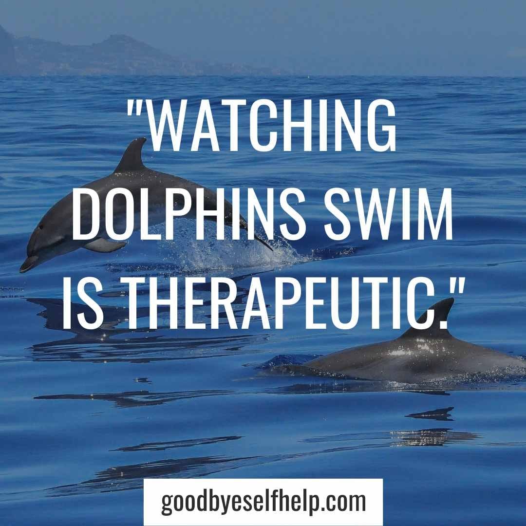 101 Cute Instagram Captions about Dolphins for the Perfect Post ...