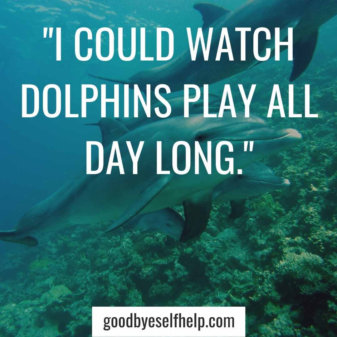 101 Cute Instagram Captions about Dolphins for the Perfect Post ...