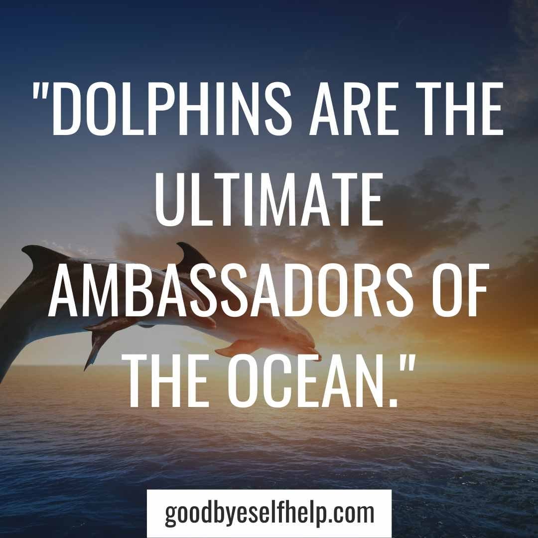 101 Cute Instagram Captions about Dolphins for the Perfect Post ...