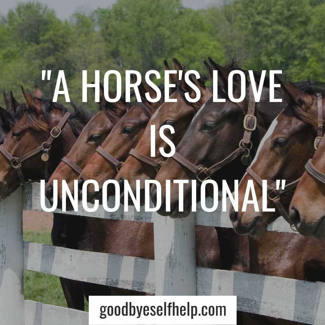 101 Best Horse Instagram Captions for the Perfect Post - Goodbye Self Help