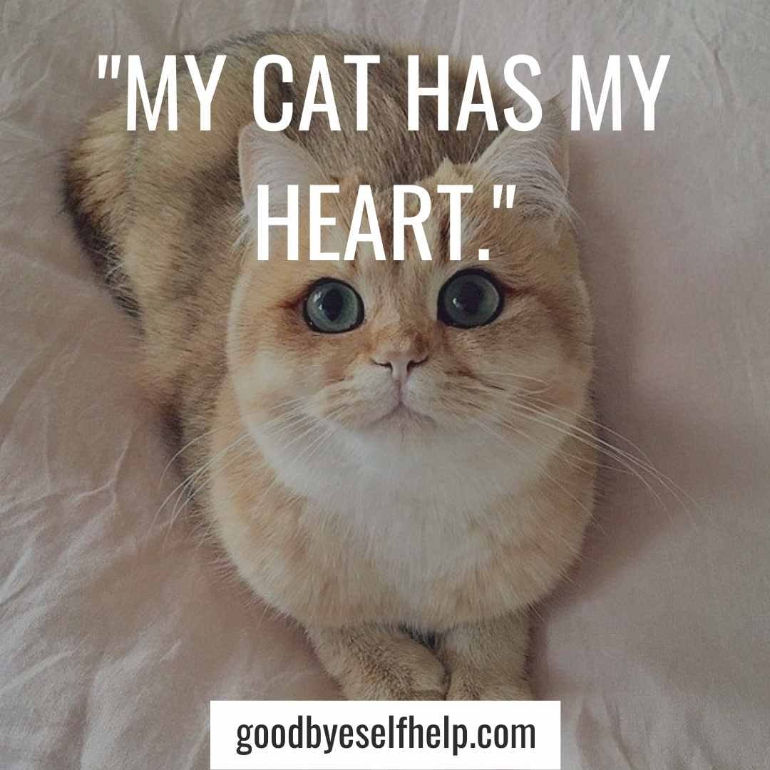 101 Best Cat Instagram Captions for the Perfect Post - Goodbye Self Help