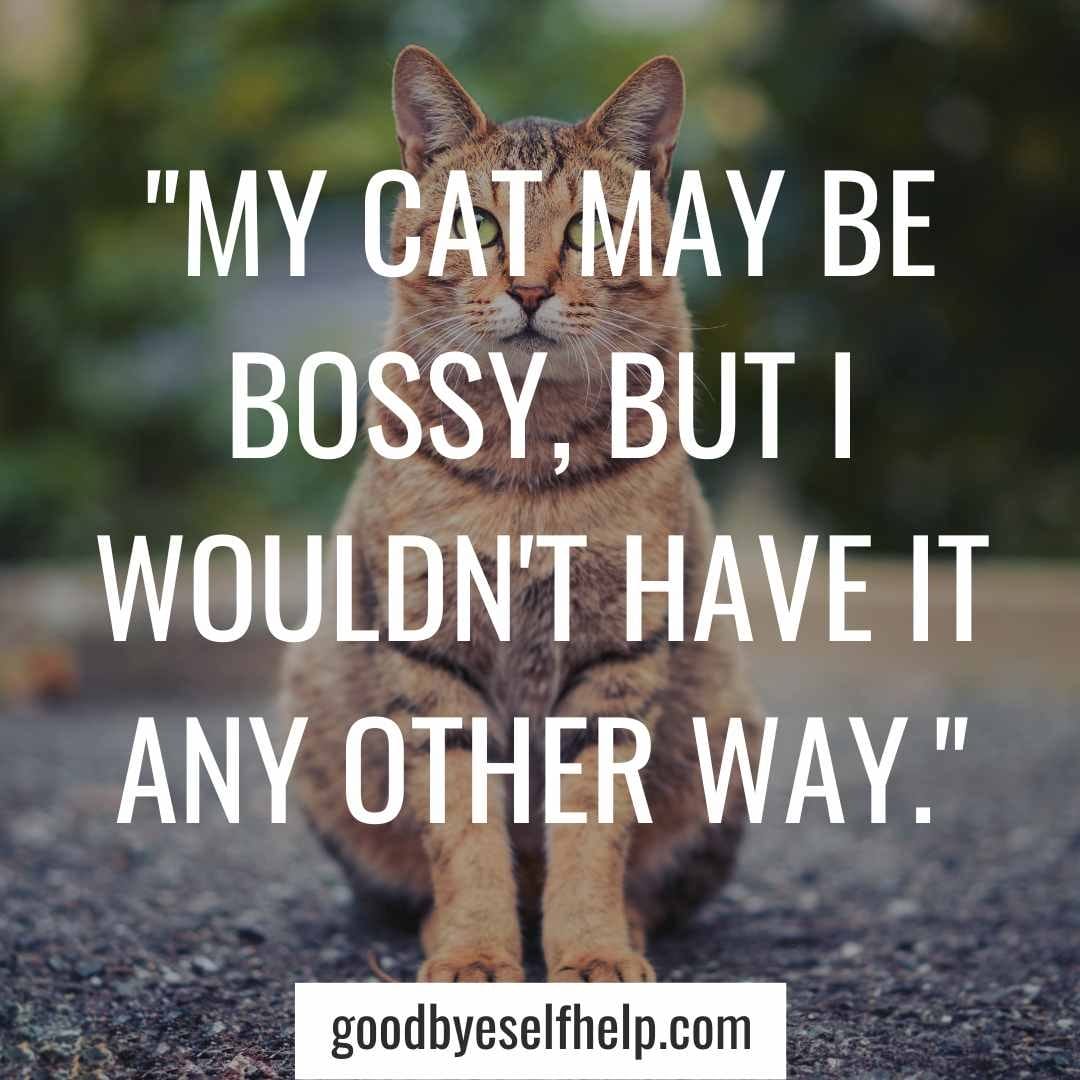 101 Best Cat Instagram Captions for the Perfect Post - Goodbye Self Help