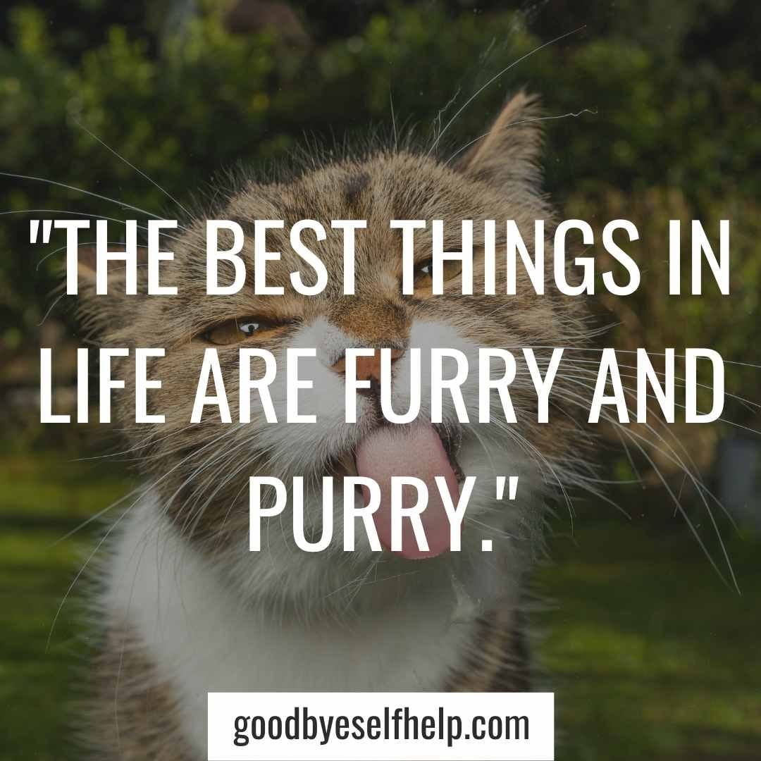 101 Best Cat Instagram Captions for the Perfect Post - Goodbye Self Help