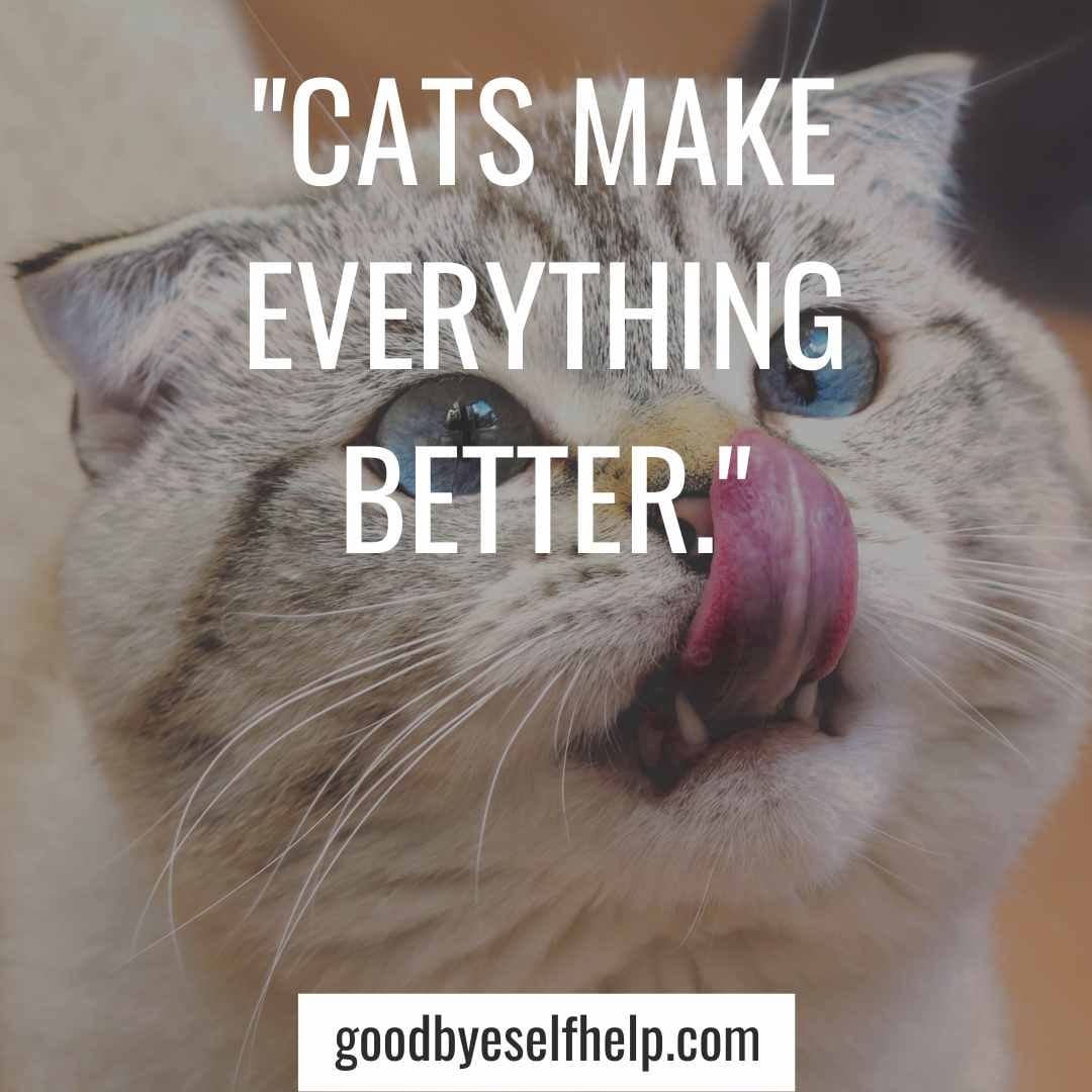 101 Best Cat Instagram Captions for the Perfect Post - Goodbye Self Help