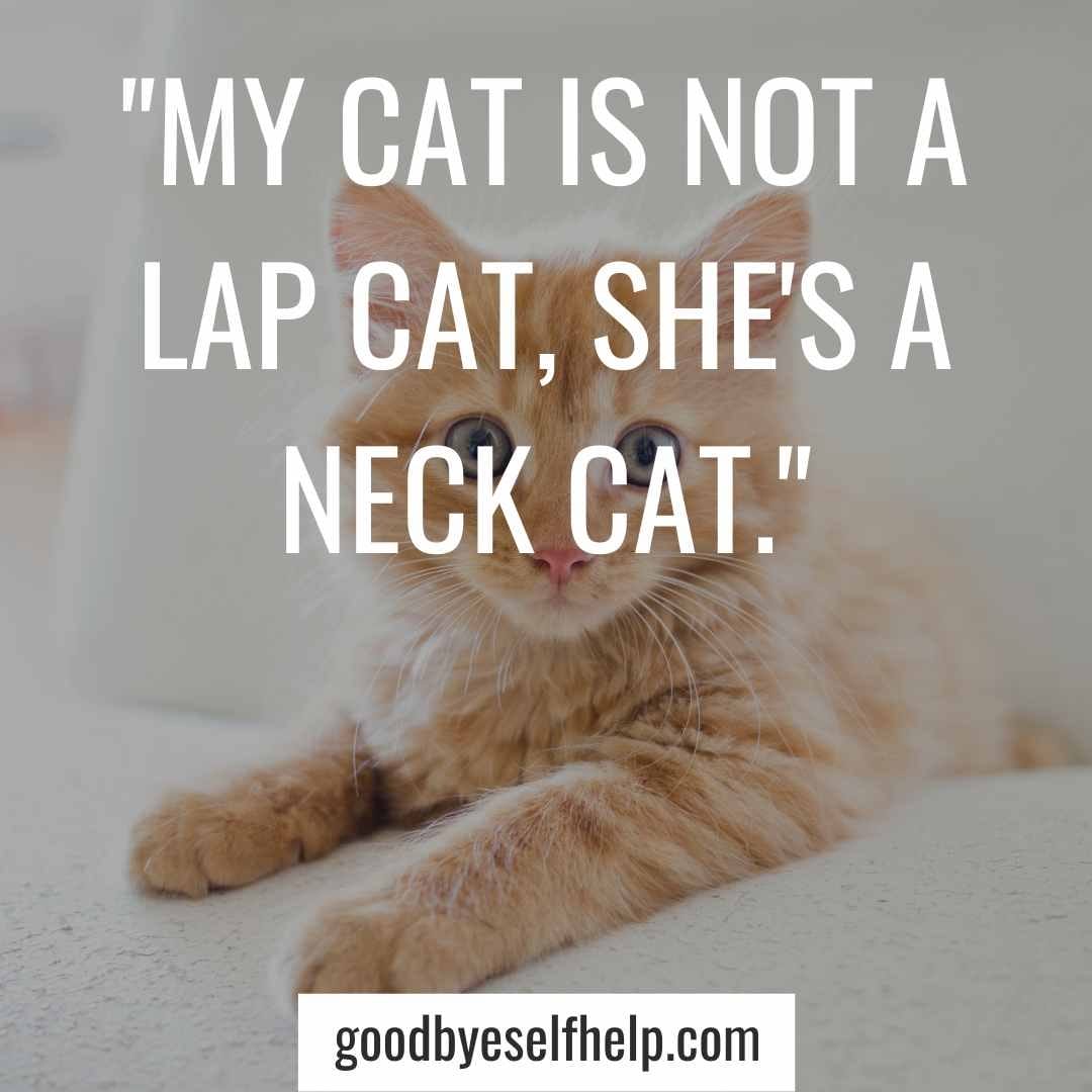 101 Best Cat Instagram Captions for the Perfect Post - Goodbye Self Help