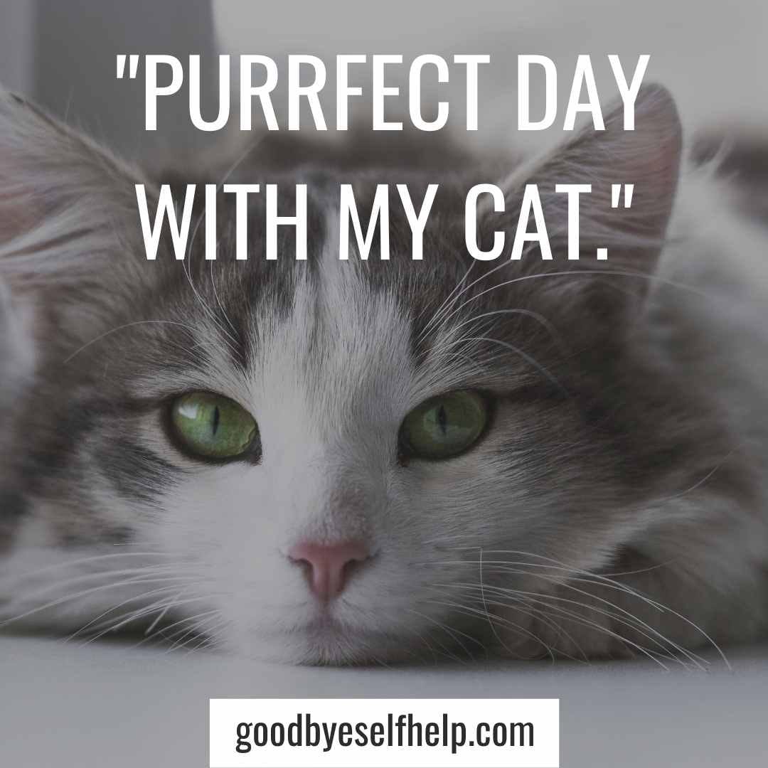 101 Best Cat Instagram Captions for the Perfect Post - Goodbye Self Help