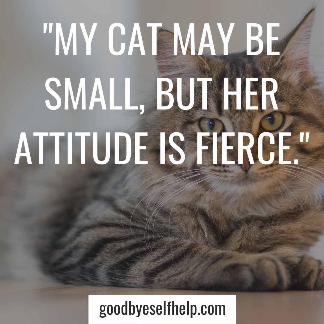 101 Best Cat Instagram Captions for the Perfect Post - Goodbye Self Help