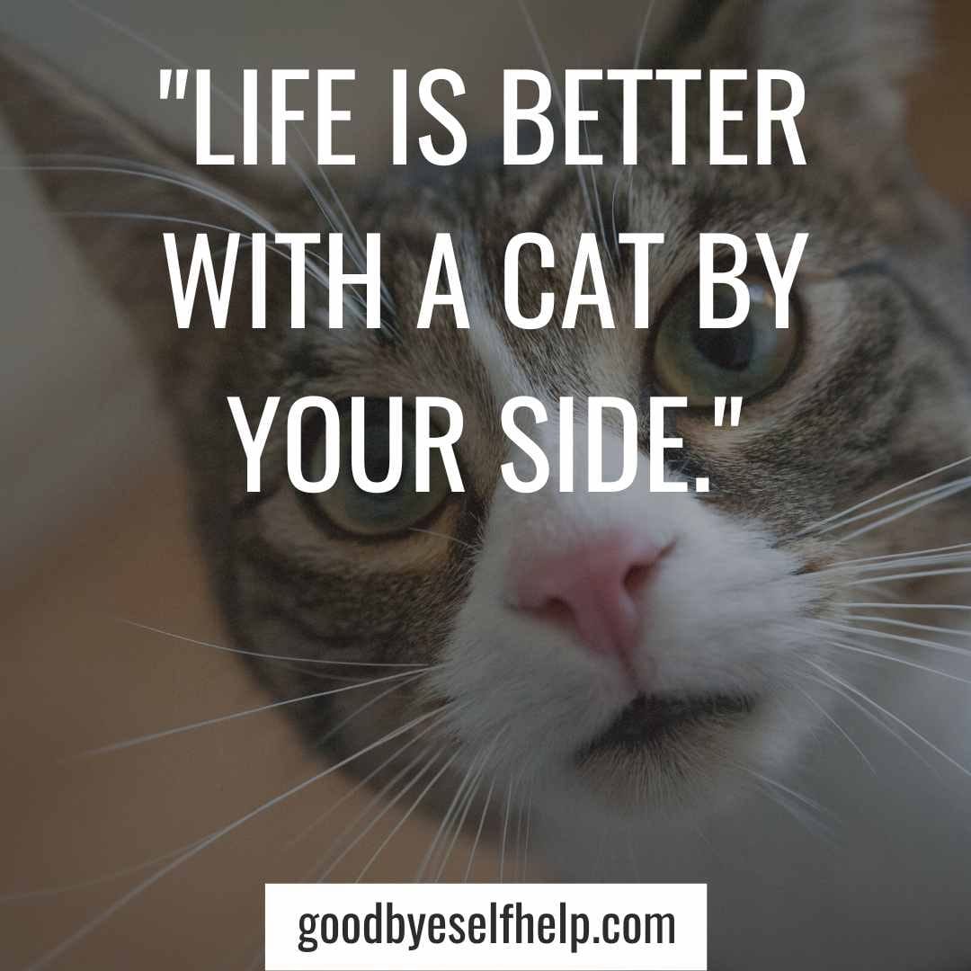101 Best Cat Instagram Captions for the Perfect Post - Goodbye Self Help